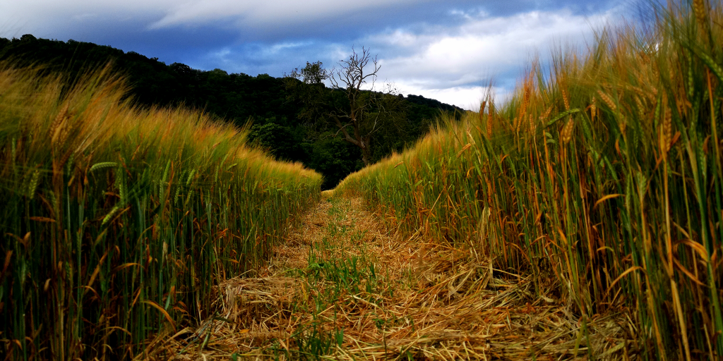 Summer - Gareth Lewis Fly Fishing